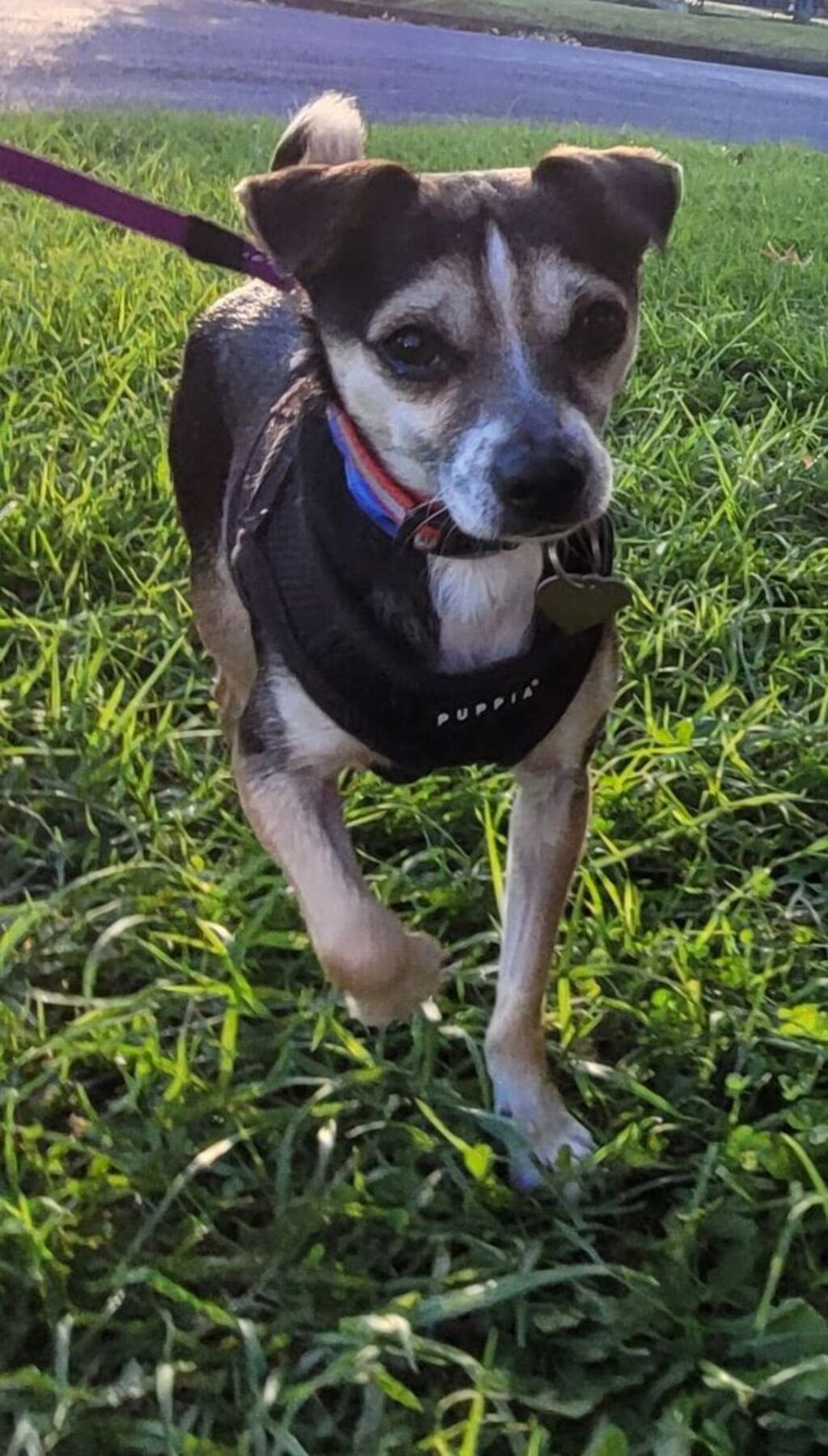 Barkley - Small Male Mini Foxie Cross Mix Dog in NSW - PetRescue