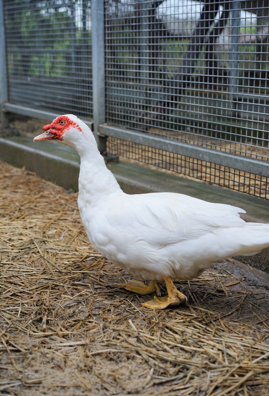 Pedro - Male Duck Muscovy Mix Fowl in QLD - PetRescue