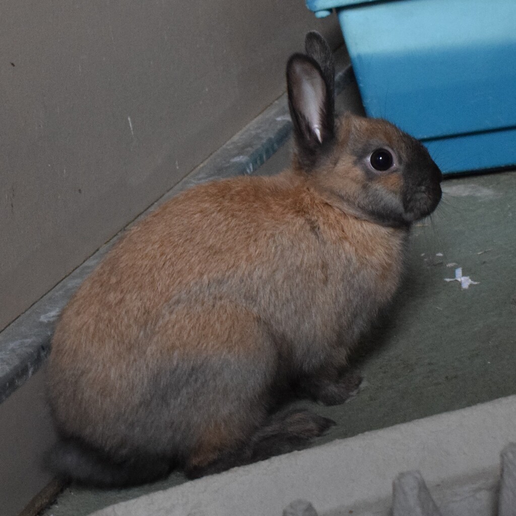 Arlo - Male Rabbit Unspecified Mix Rabbit in VIC - PetRescue