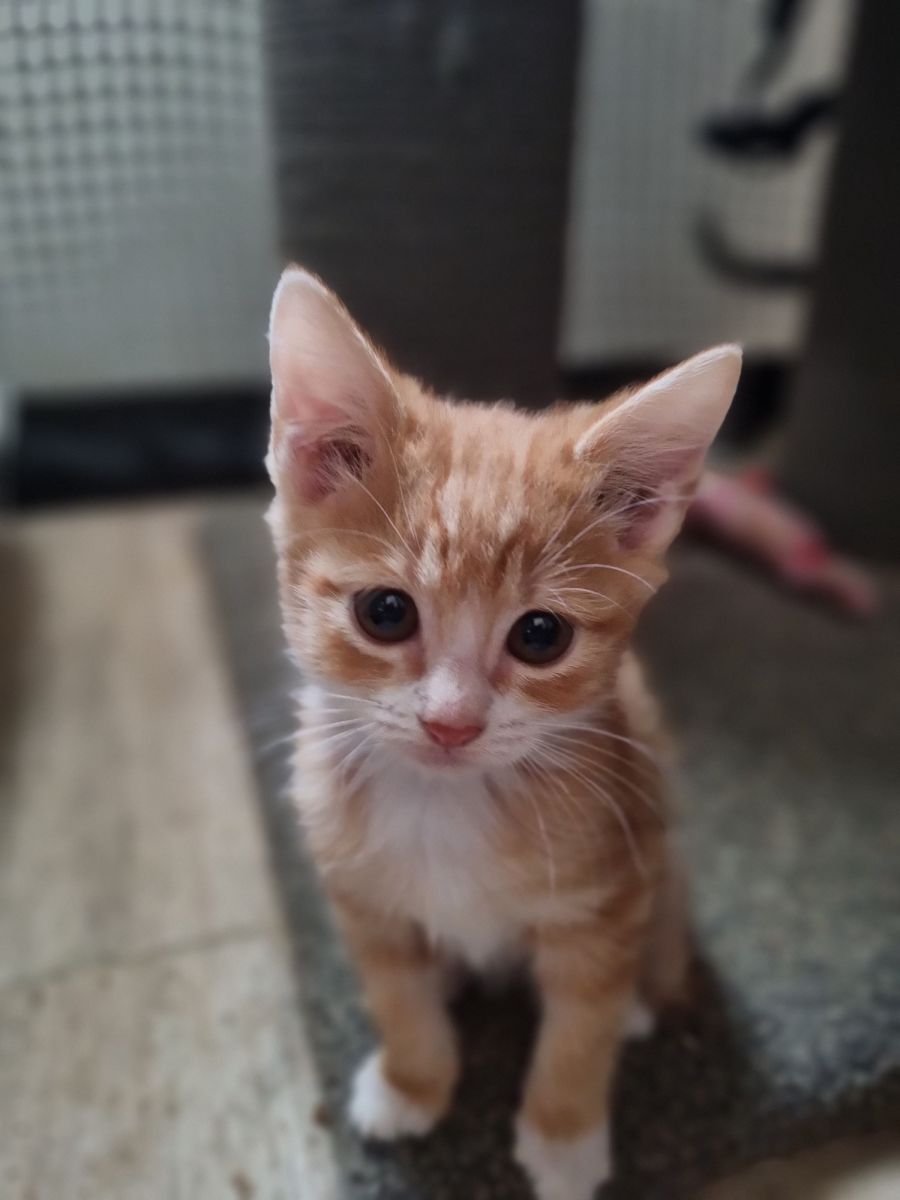 Apricot - Female Domestic Short Hair Cat in QLD - PetRescue