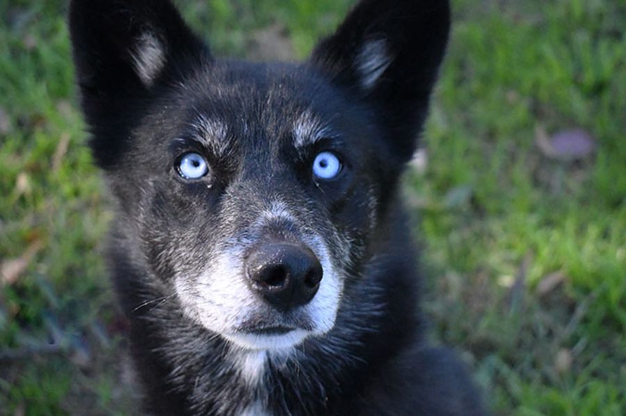 Bailey 34367 Campbelltown ACF - Medium Female Kelpie x Siberian Husky ...