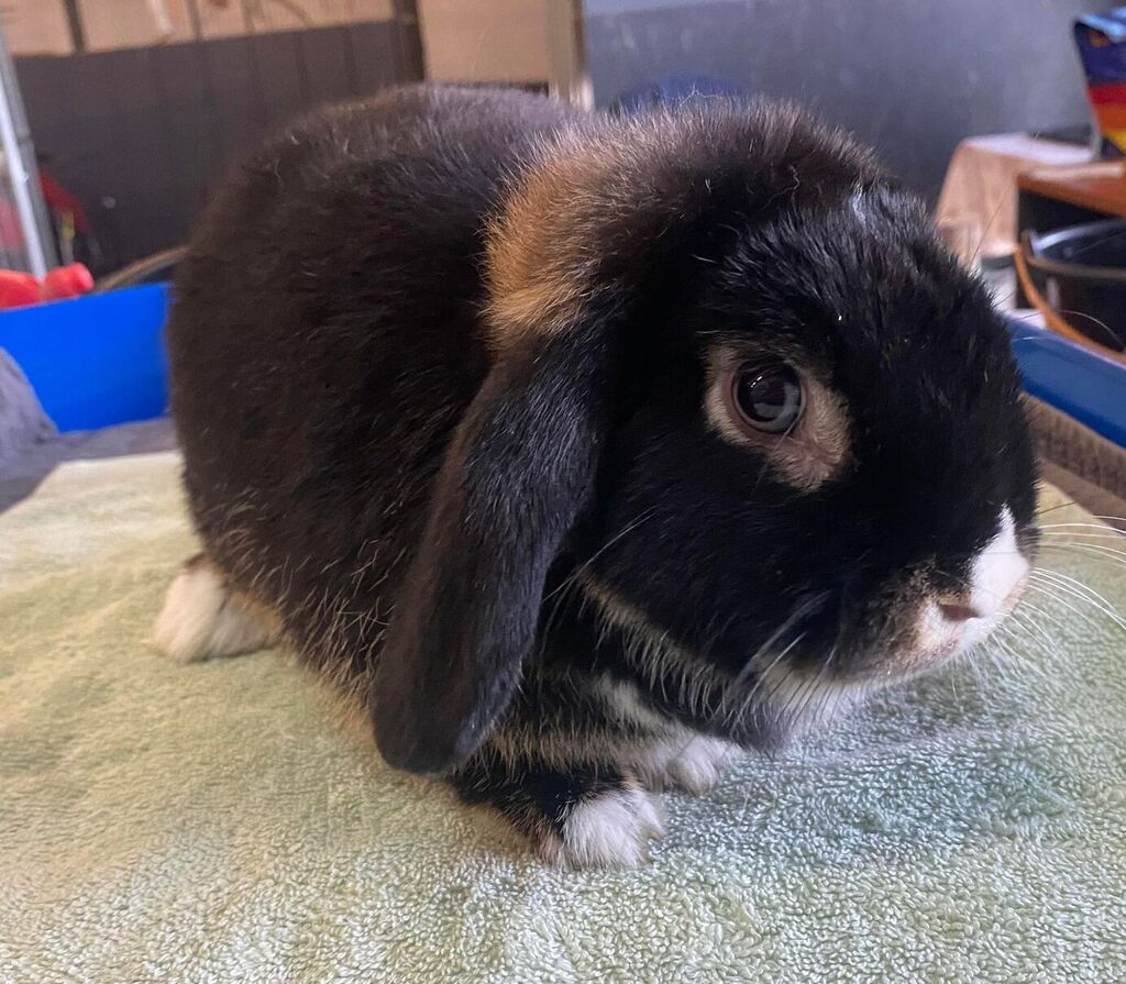 Rum - Female Lop Eared Rabbit in VIC - PetRescue