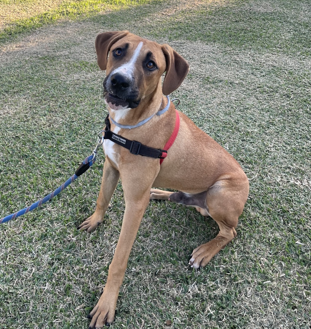 Jox - Large Male Bull Arab Mix Dog in QLD - PetRescue