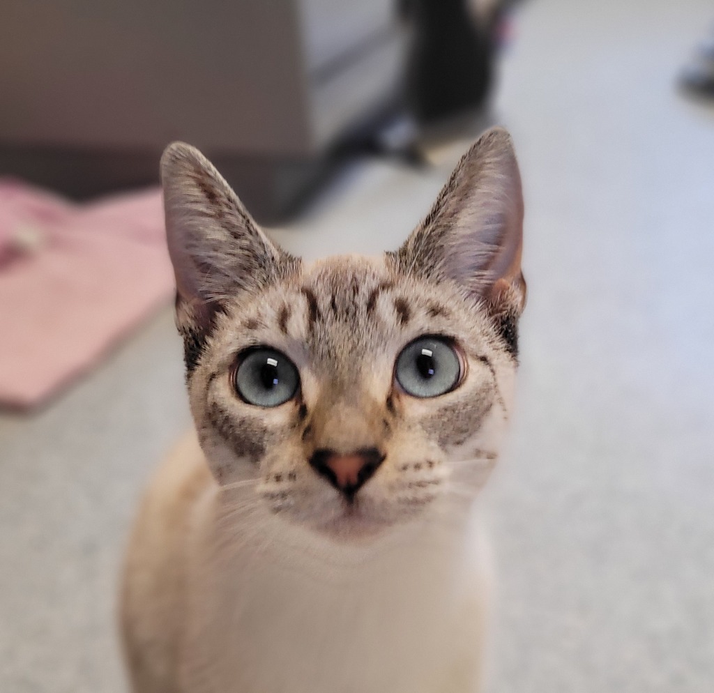 Rick - Male Layanese Mix Cat in QLD - PetRescue