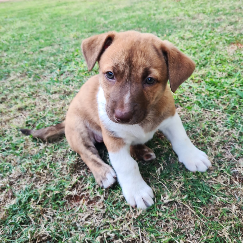 Latte - Medium Female Mixed Breed Dog in WA - PetRescue