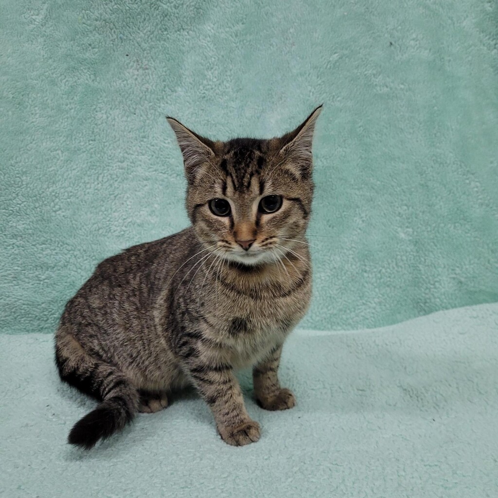 Jingo - Male Domestic Short Hair Mix Cat in VIC - PetRescue