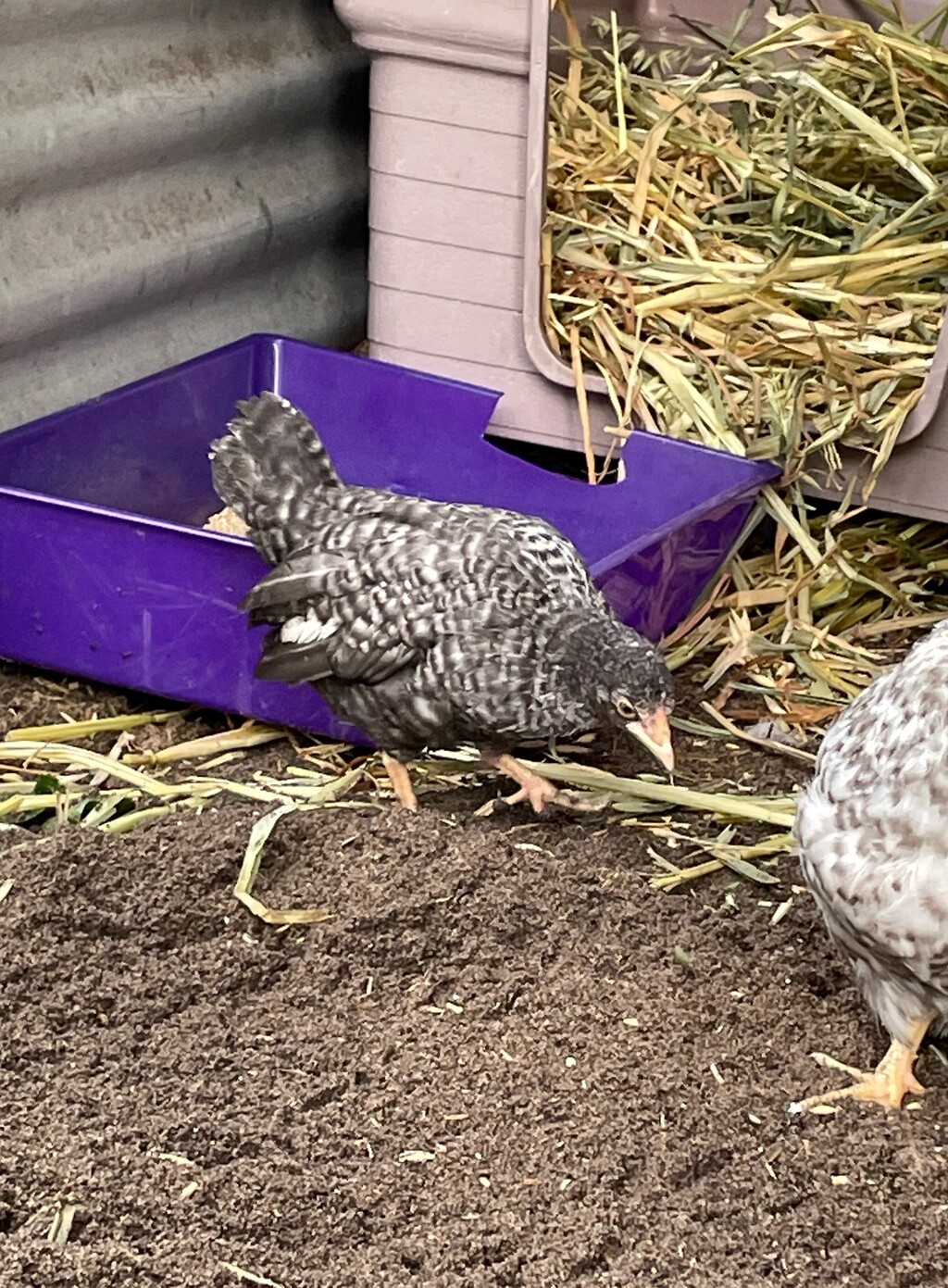 Lancey - Female Chicken Mix Fowl in WA - PetRescue