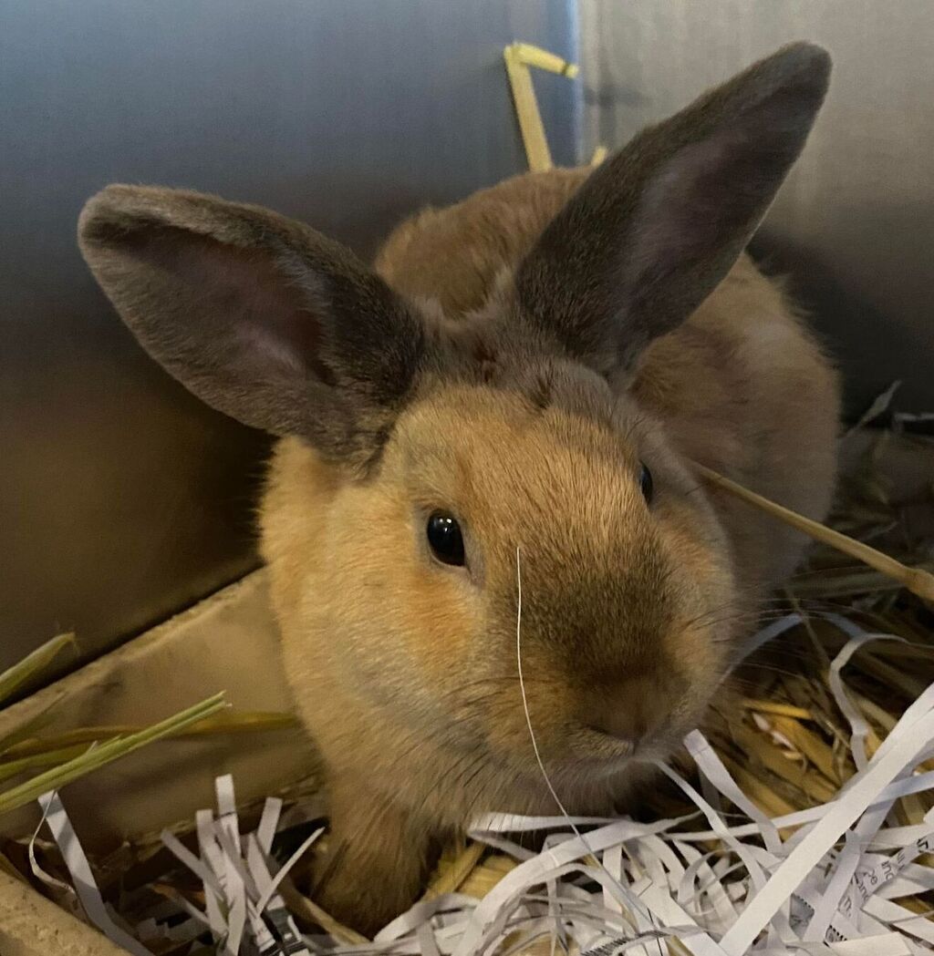 Antonio - Male Rex Rabbit in VIC - PetRescue
