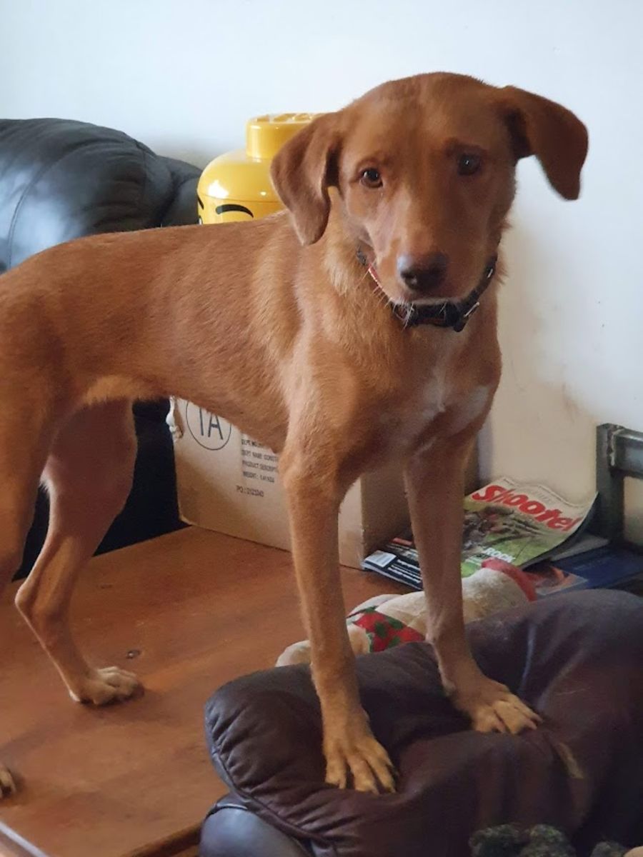 Amber - Medium Female Cross breed Dog in QLD - PetRescue