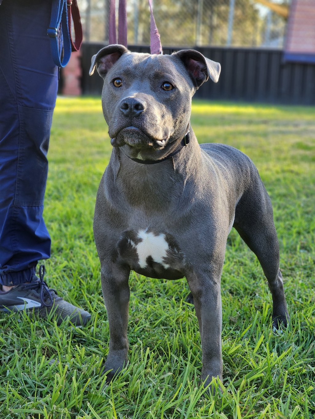 Onyx - Medium Male Staffordshire Terrier x American Staffi Mix Dog in ...