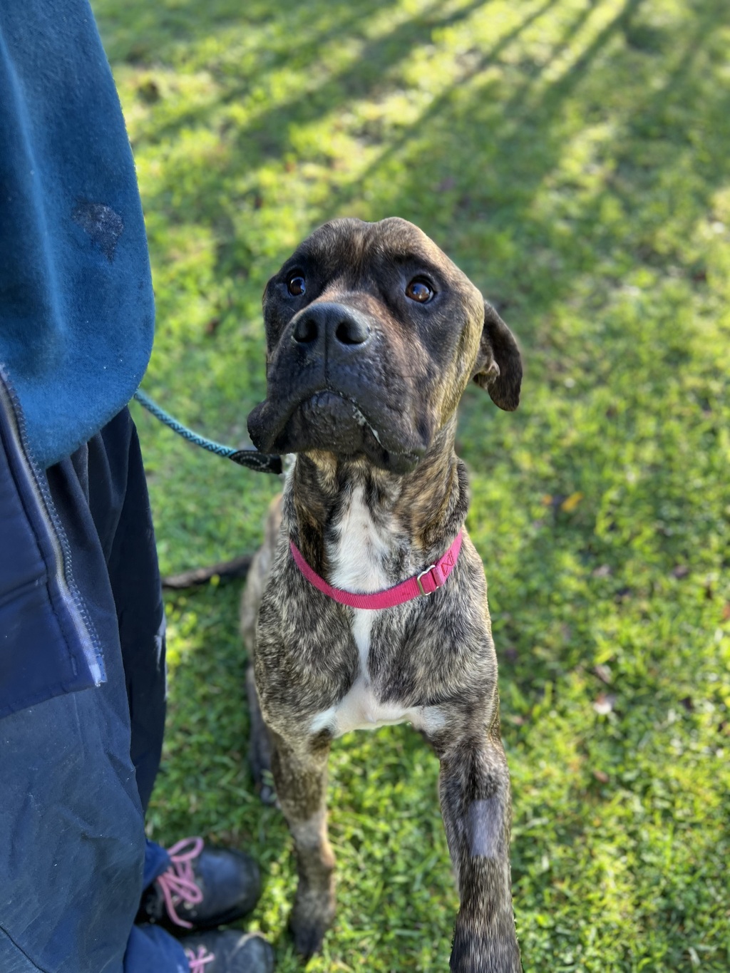 Cheeky - Large Male Bull Arab x Mastiff Mix Dog in WA - PetRescue