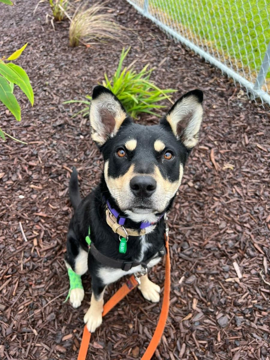 Rose - Medium Female Kelpie Dog in VIC - PetRescue