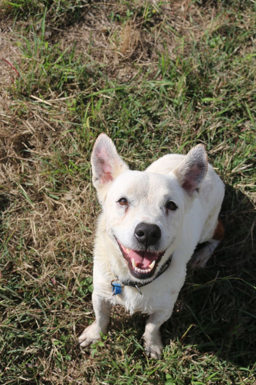 Charlie Brown - Medium Male Jack Russell Terrier x Staffordshire Bull ...