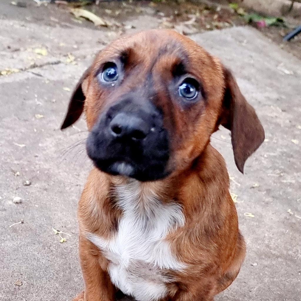 Maverick - Large Male Mixed Breed Dog in WA - PetRescue