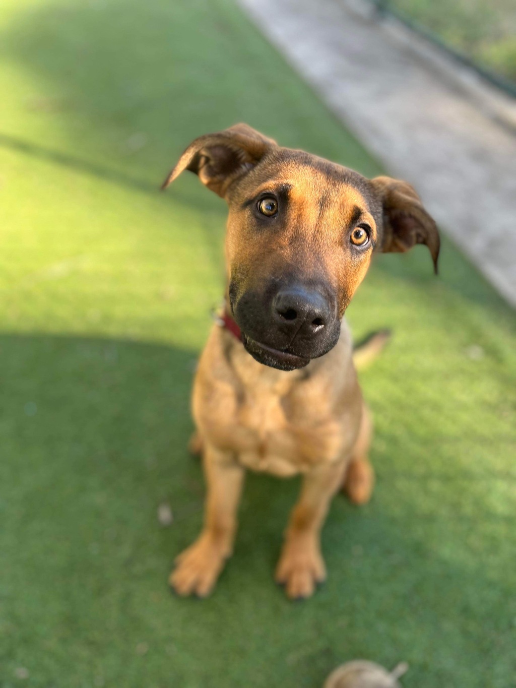 Marlow - Large Male Kelpie x Rhodesian Ridgeback Mix Dog in NSW - PetRescue