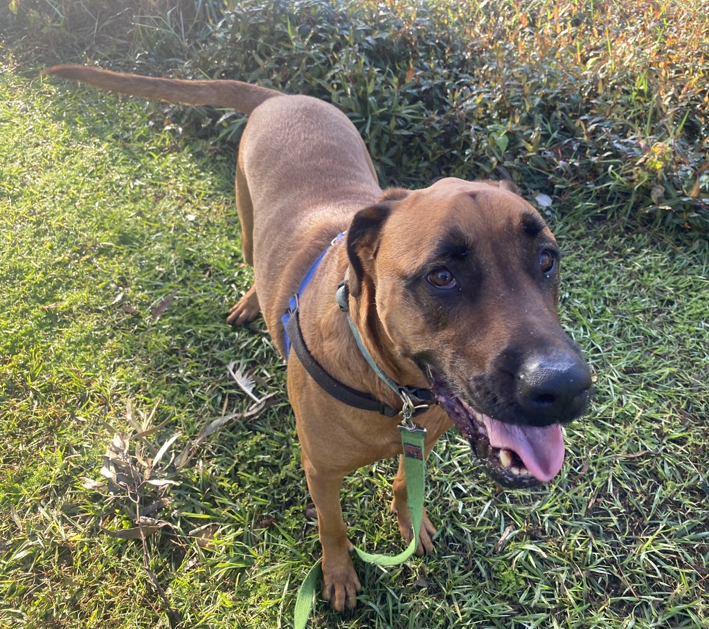 Rusty - Large Male Rhodesian Ridgeback x English Mastiff Mix Dog in QLD ...
