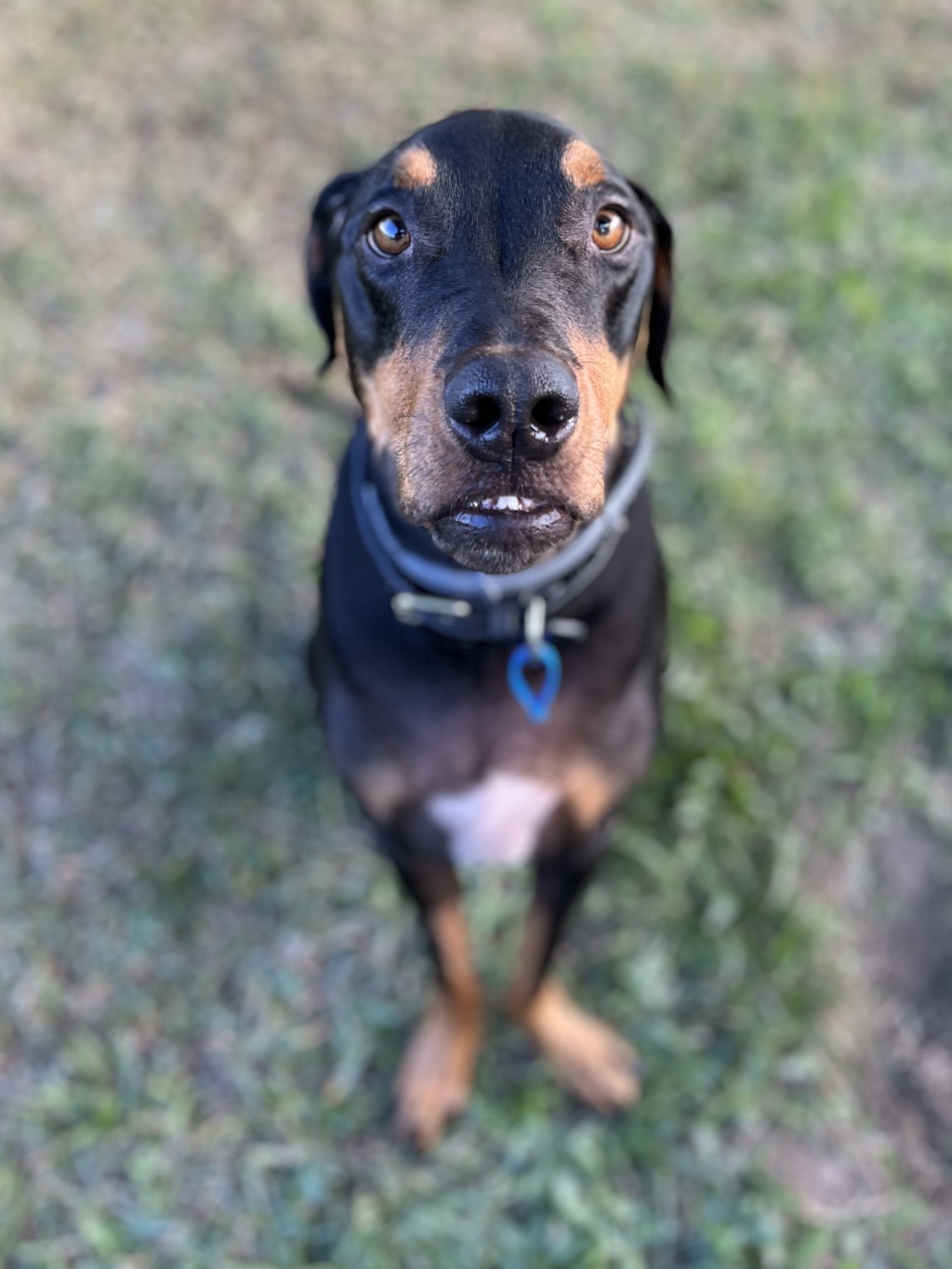 Jax - Large Male Doberman x Rhodesian Ridgeback Mix Dog in QLD - PetRescue
