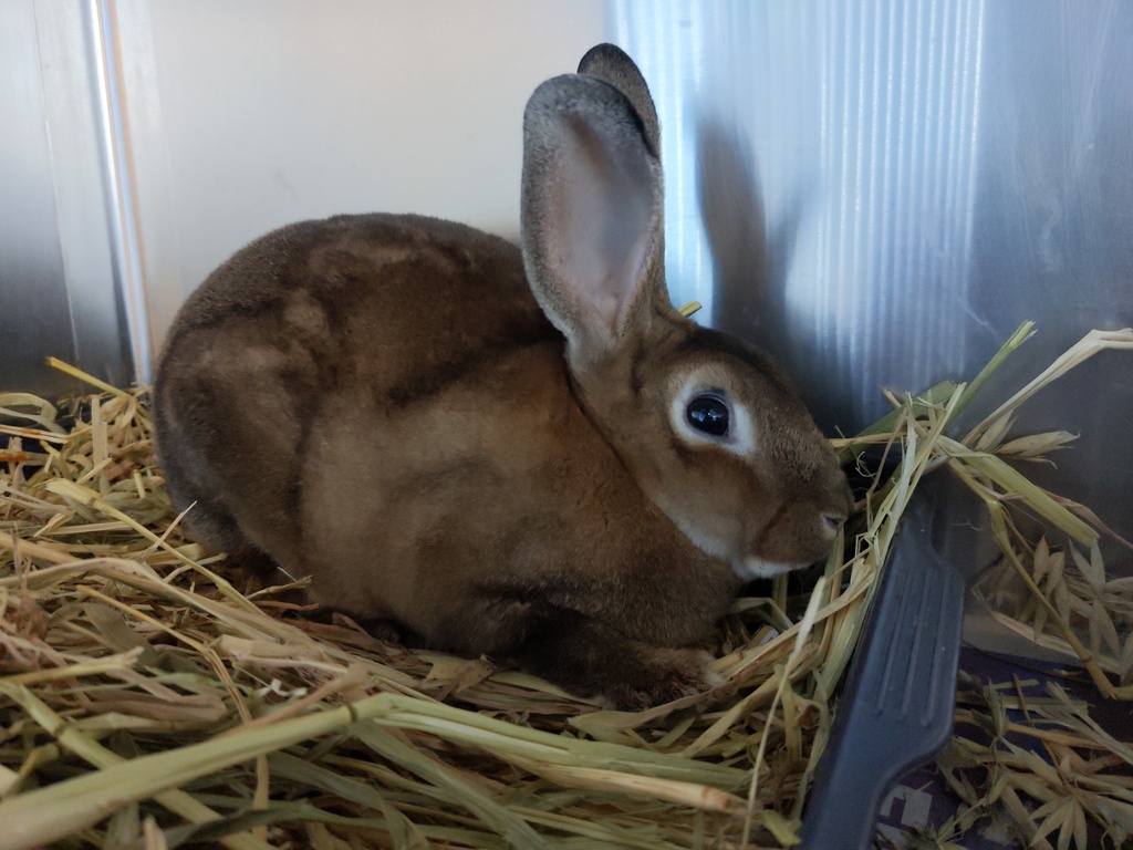 Bugsy - Male Mini Rex Rabbit in VIC - PetRescue