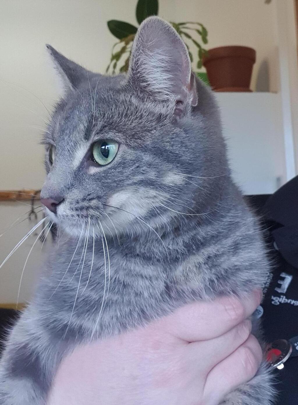 Millicent - Female Domestic Short Hair Mix Cat in VIC - PetRescue