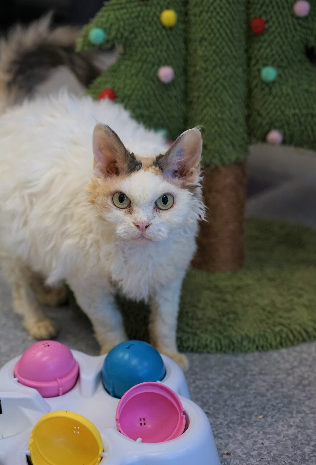 Myrtle - Female Devon Rex Mix Cat in QLD - PetRescue