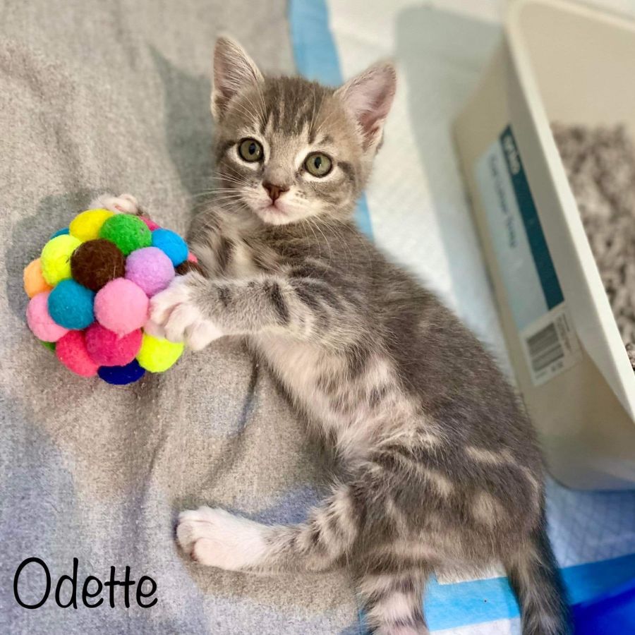 Odette - Female Domestic Short Hair Cat in QLD - PetRescue