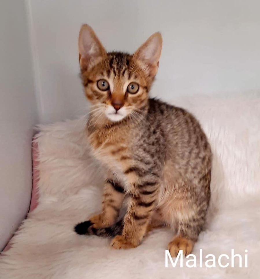 Malachi - Male Domestic Short Hair Cat in QLD - PetRescue