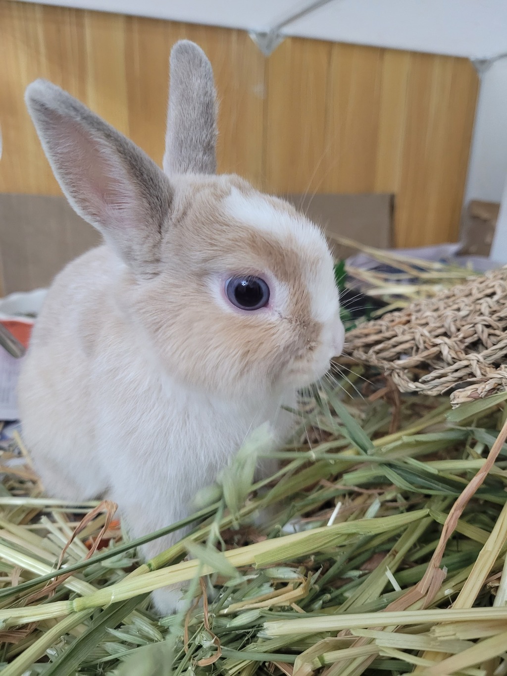 Jojo - Male Netherland Dwarf Rabbit in VIC - PetRescue