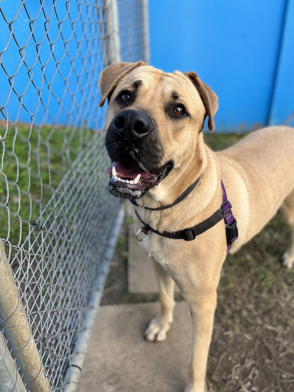 Ember - Large Female Black Mouth Cur Mix Dog in QLD - PetRescue