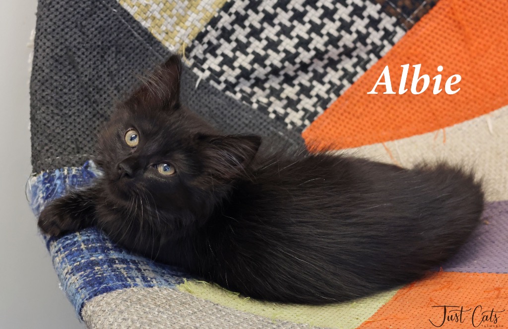Albie - Petstock - Male Domestic Medium Hair Cat in TAS - PetRescue