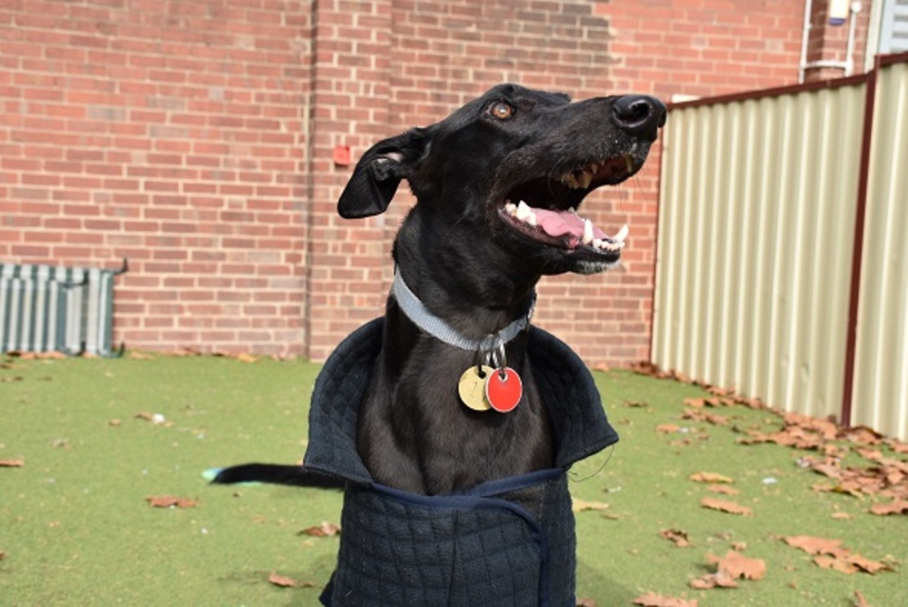 Smiley Riley - Large Male Greyhound Mix Dog in VIC - PetRescue