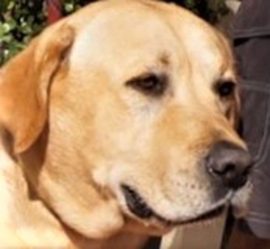 Blake - Large Male Labrador Dog in WA - PetRescue