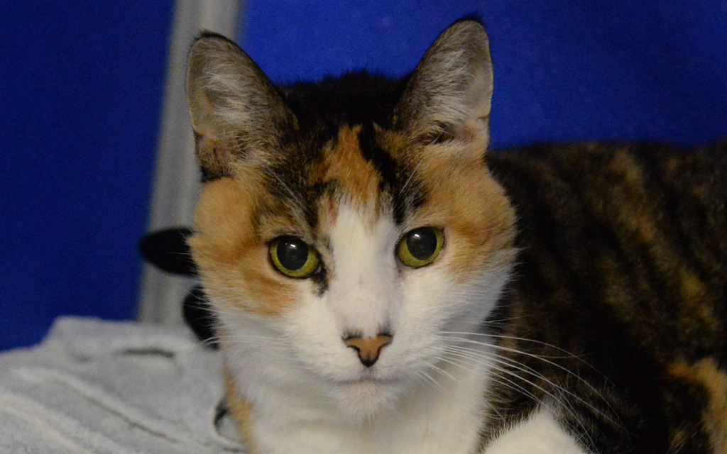 Nibbles - Female Domestic Short Hair Mix Cat in VIC - PetRescue