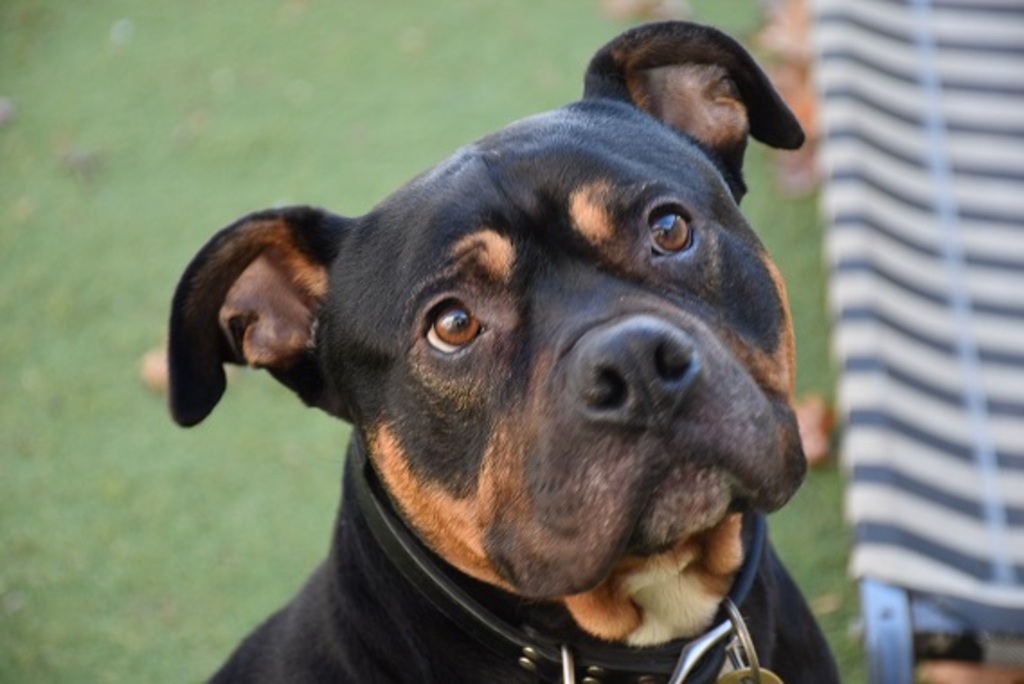 Cash - Large Male Rottweiler x Staffy Mix Dog in VIC - PetRescue