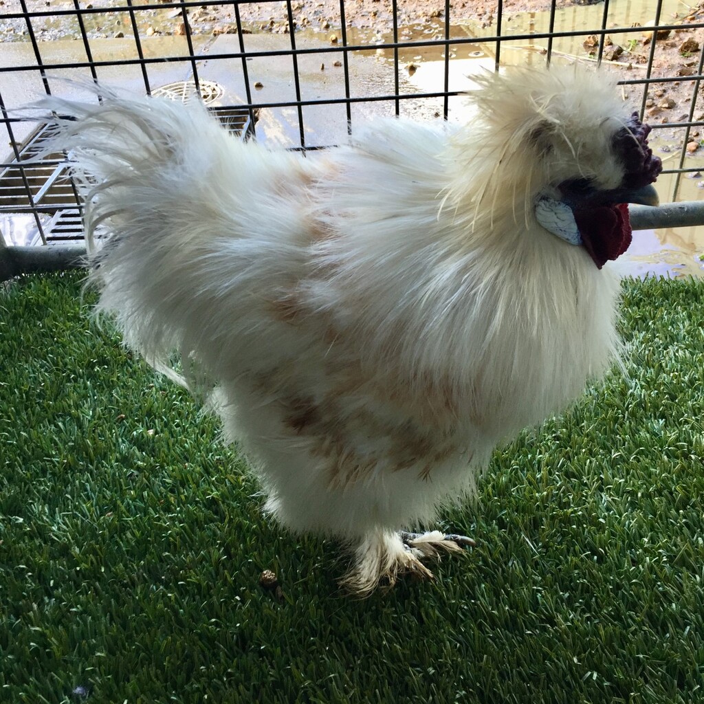Rocky - Male Chicken Rooster Mix Fowl in VIC - PetRescue
