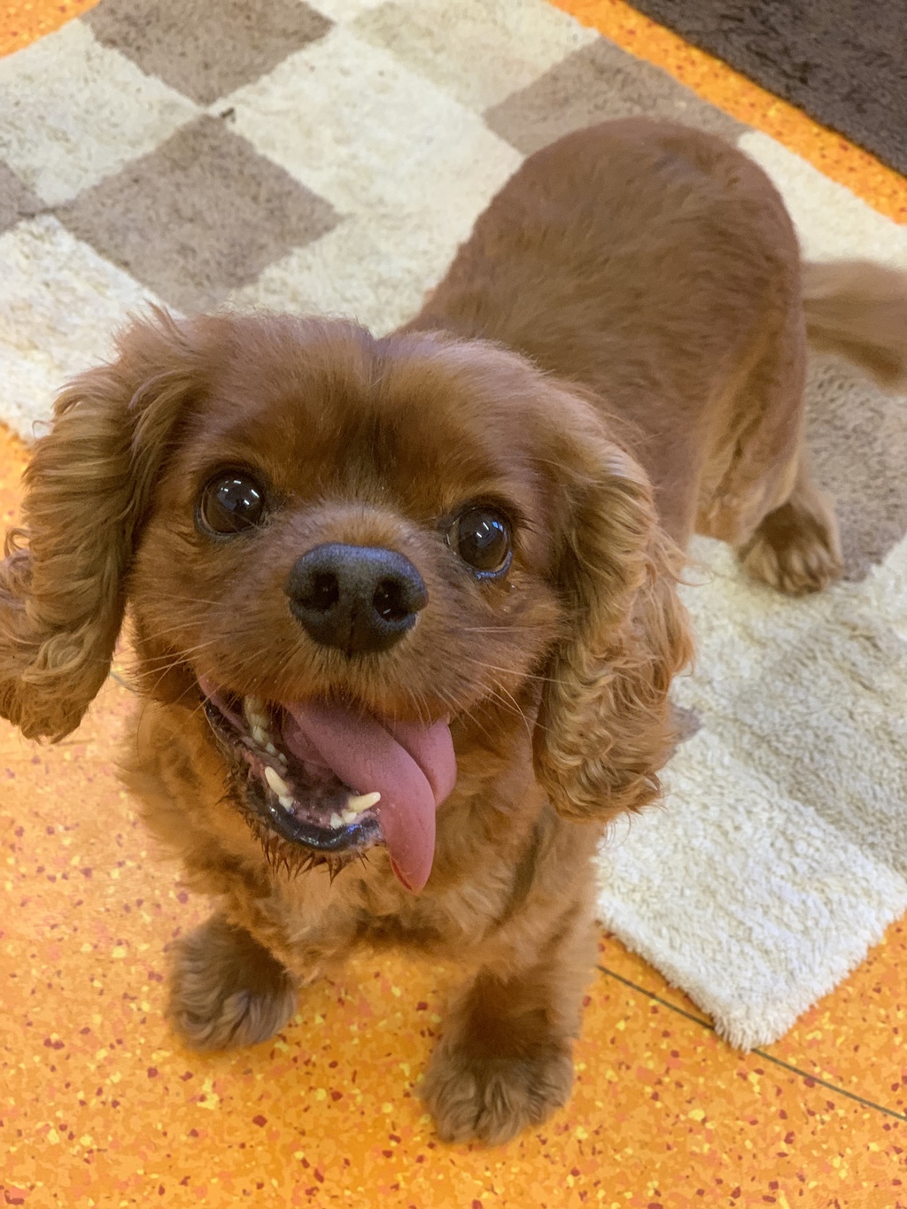 Louis - Small Male Cavalier King Charles Spaniel Dog in QLD - PetRescue