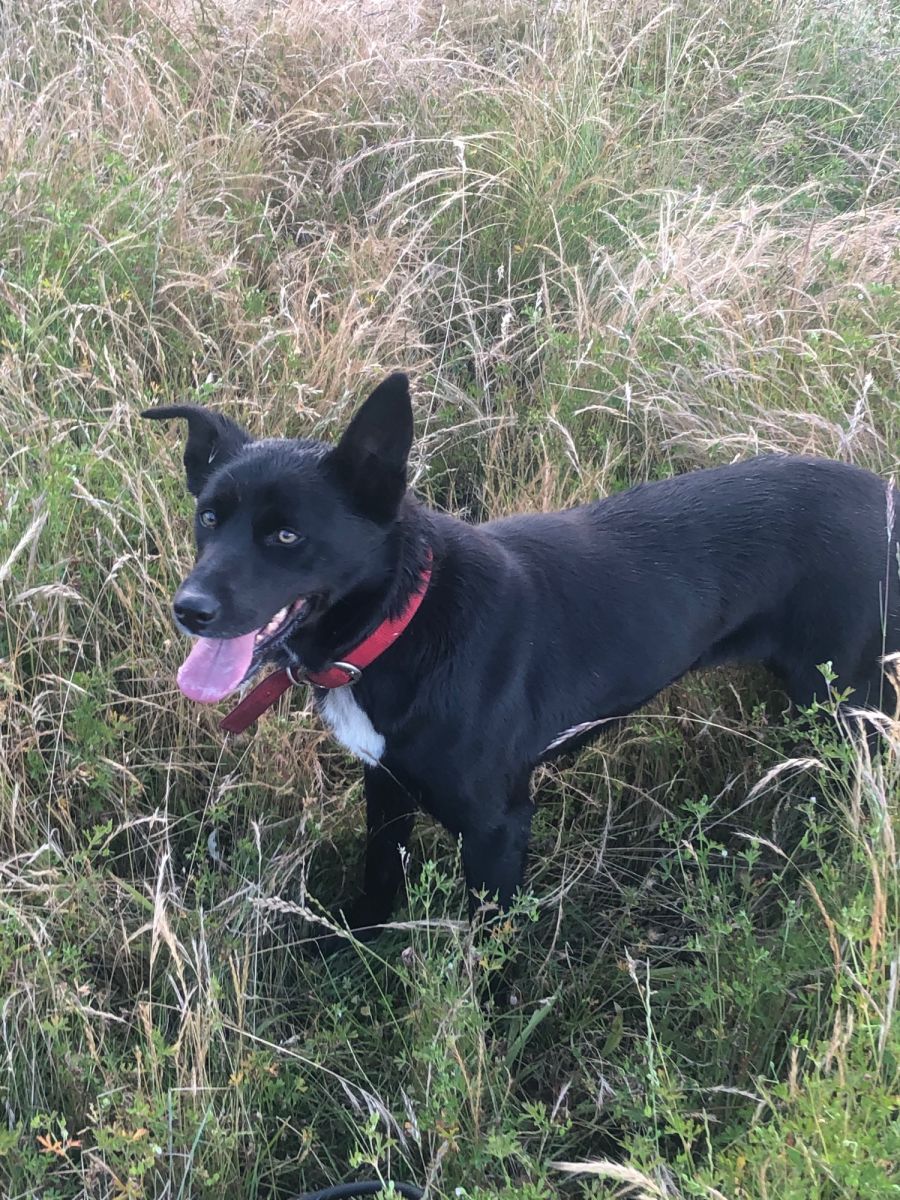 Dobby - Medium Female Kelpie Dog in NSW - PetRescue