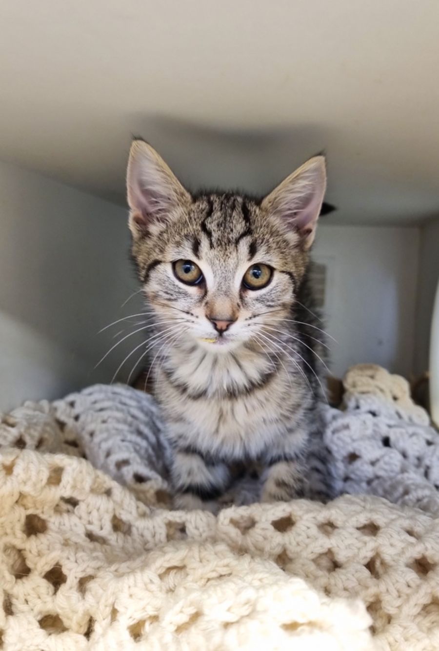 Tiger - Male Domestic Short Hair Cat in NSW - PetRescue