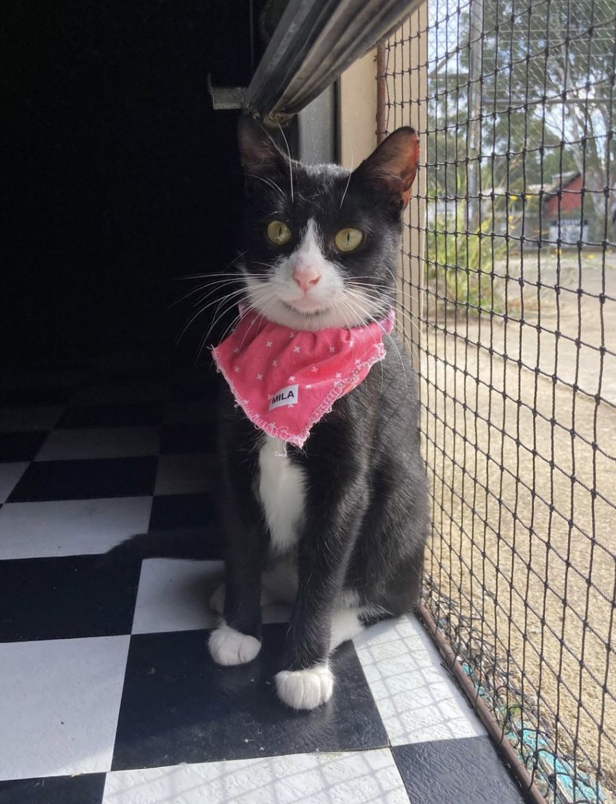 Milla - Female Domestic Short Hair Cat in VIC - PetRescue