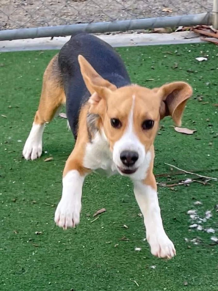 Fred - Medium Male Beagle Dog in VIC - PetRescue