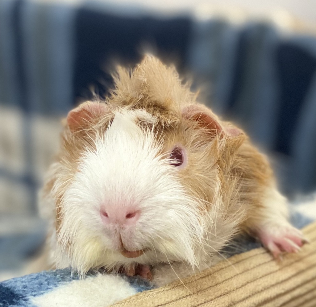Bert - Male Short-hair Abyssinian Mix Guinea Pig in QLD - PetRescue
