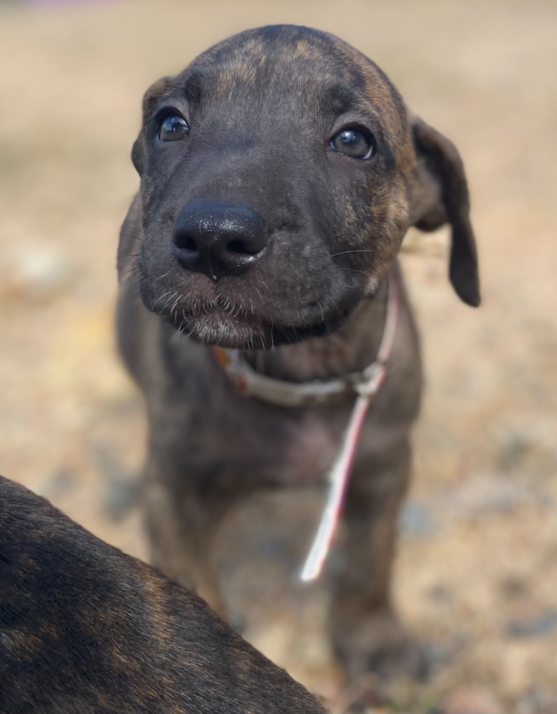 Jaffa - Medium Male Mixed Breed Dog in QLD - PetRescue