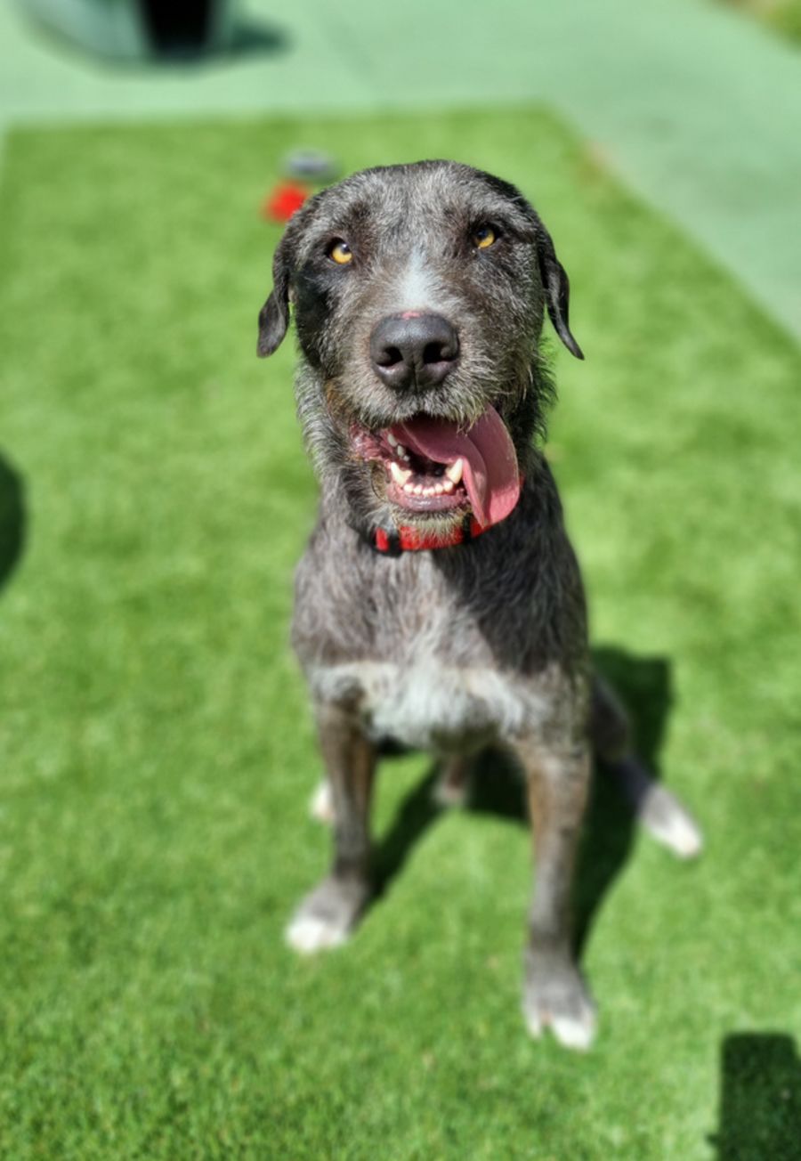Eddie - Large Male Irish Wolfhound Mix Dog in NSW - PetRescue