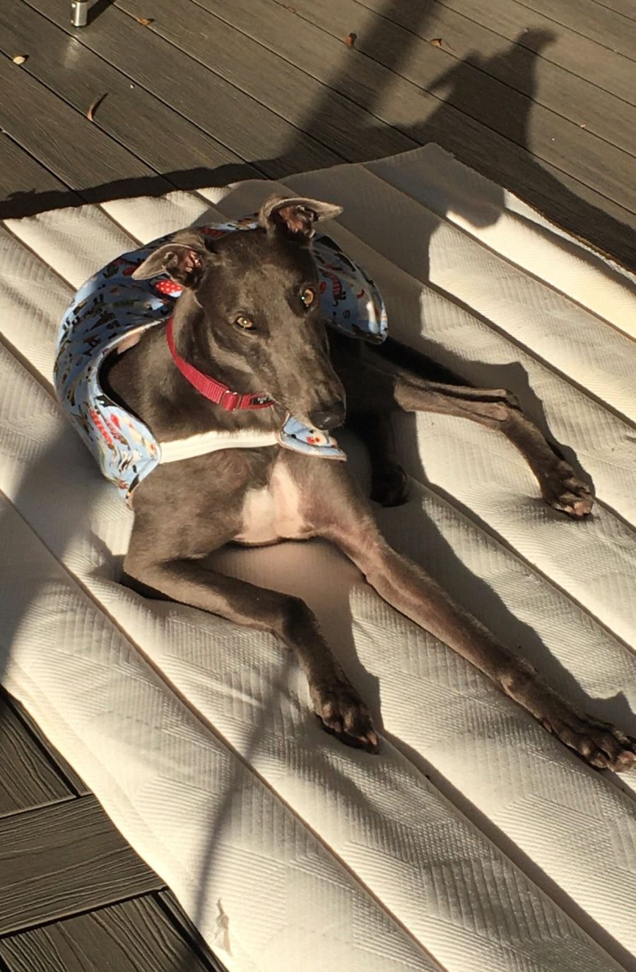 Edith - Medium Female Greyhound Dog in NSW - PetRescue