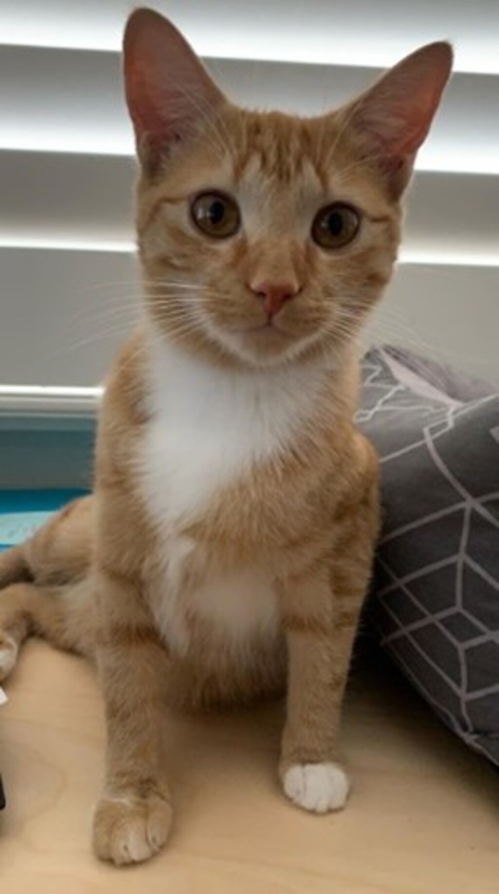 Cherry - Female Manx x Dsh Mix Cat in VIC - PetRescue