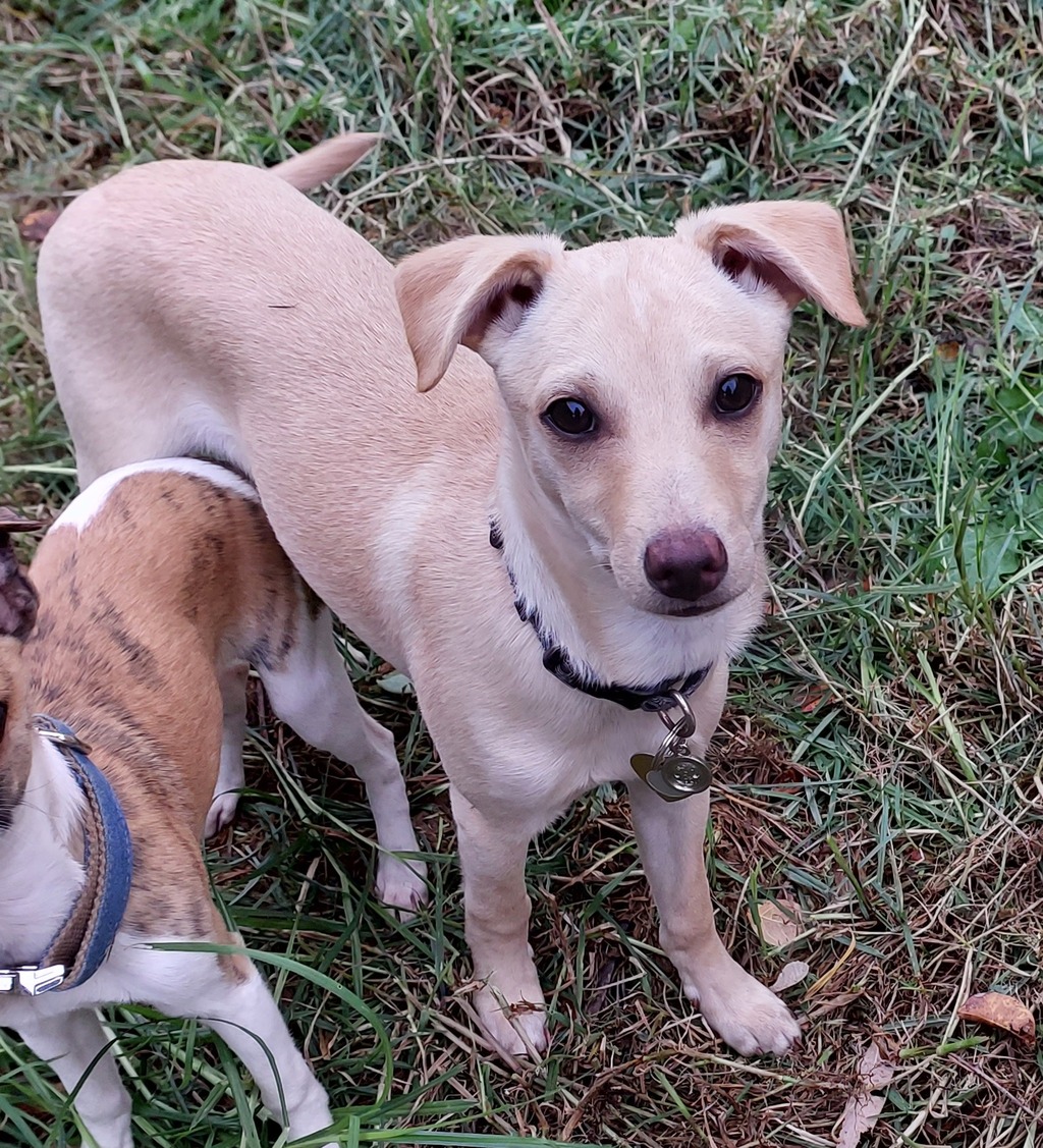 Nutmeg - Small Male Chihuahua x Whippet Mix Dog in NSW - PetRescue