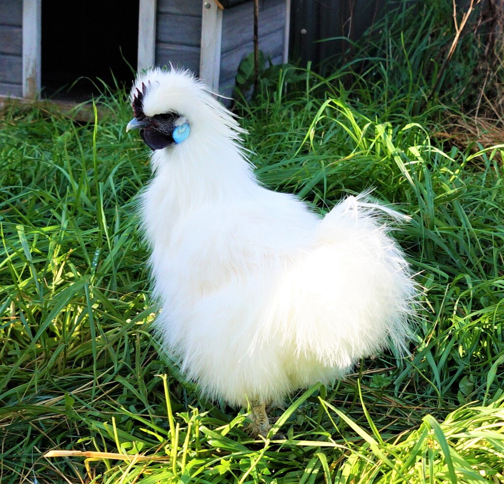 Cotton - Male Silkie Mix Fowl in TAS - PetRescue
