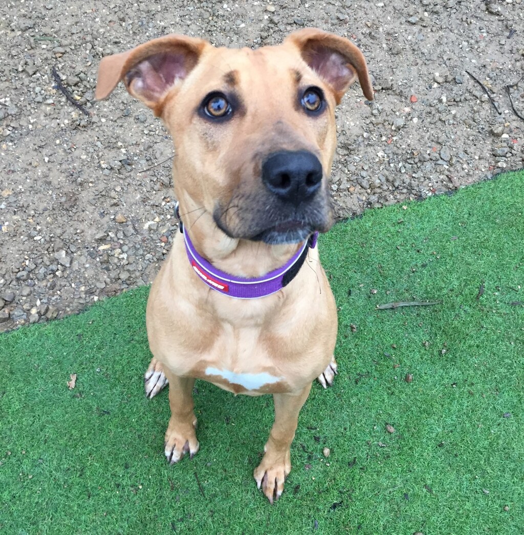 Sky - Medium Female American Staffordshire Terrier x Rhodesian ...