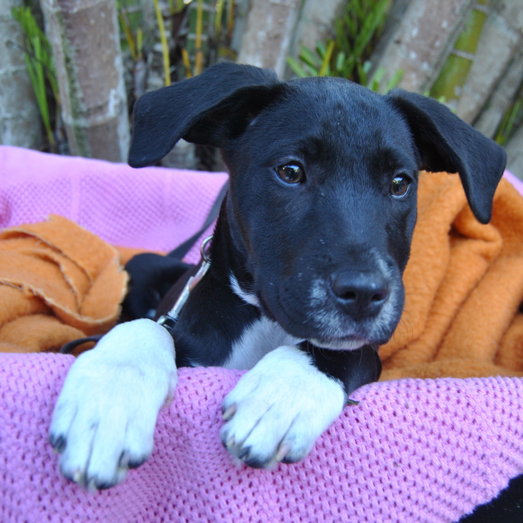 Tabitha - Medium Female Bull Arab Mix Dog in QLD - PetRescue