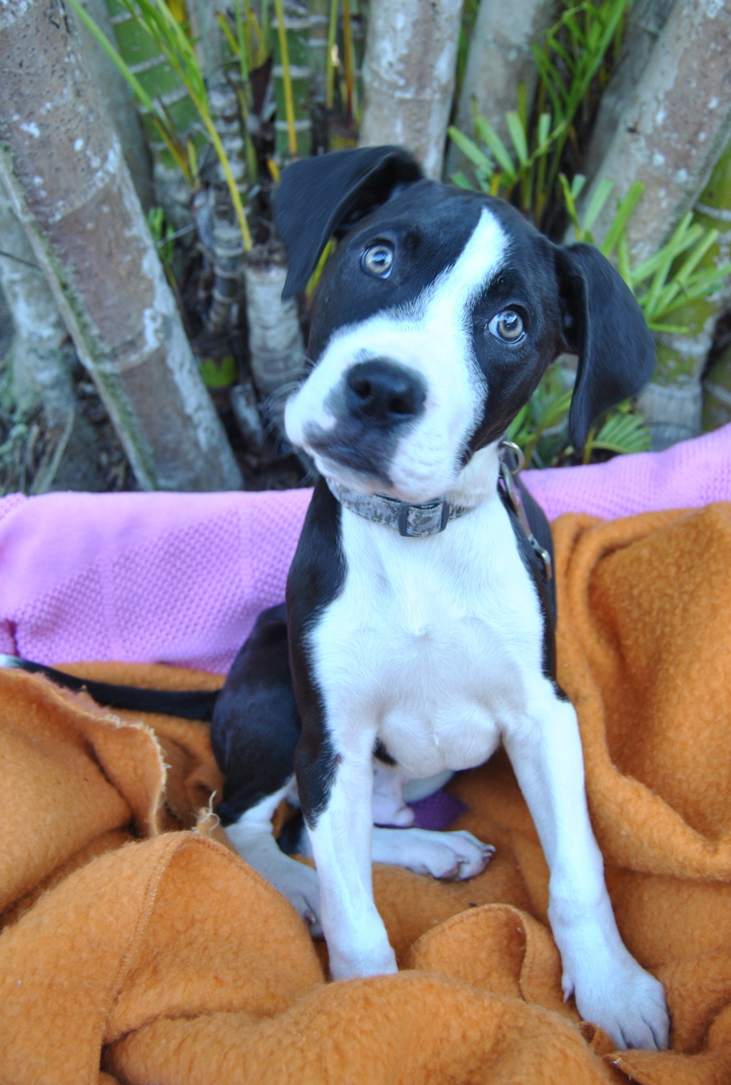 Aslan - Medium Male Bull Arab Mix Dog in QLD - PetRescue