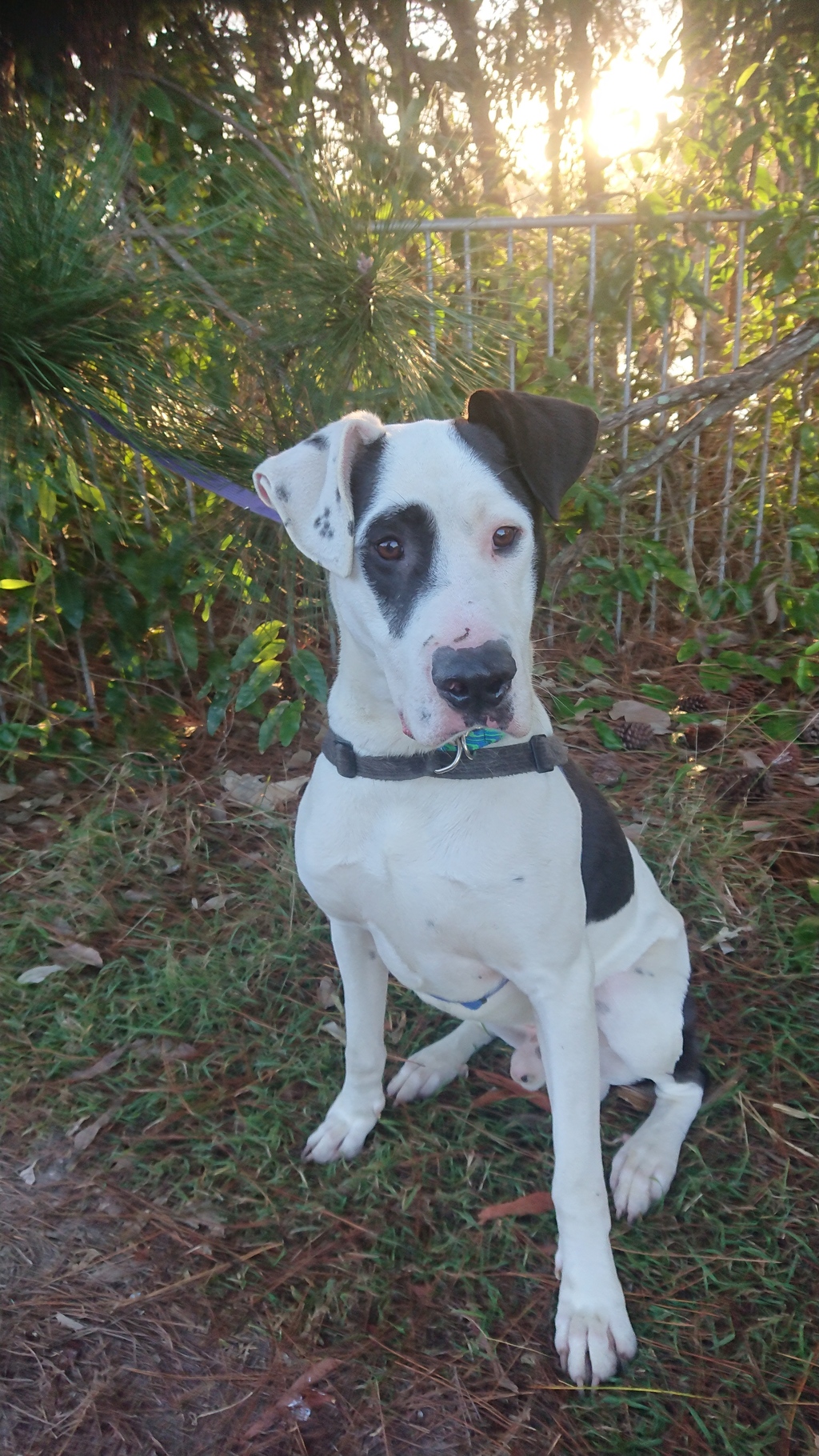 Murdoch - Large Male Bull Arab x Great Dane Mix Dog in QLD - PetRescue